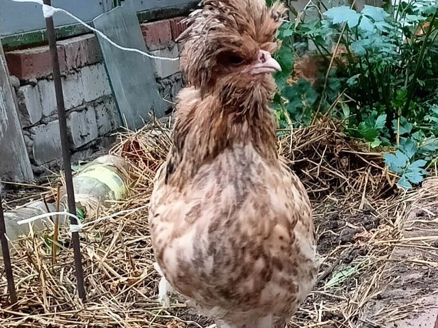 Куры падуаны