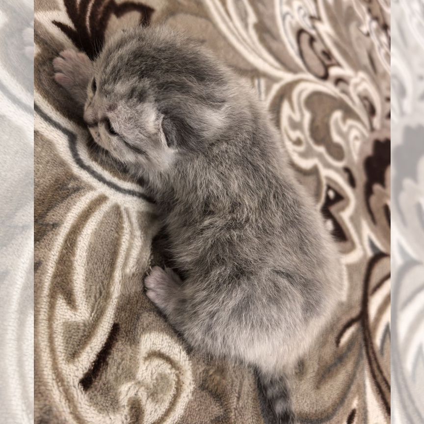 Британские котята короткошерстные