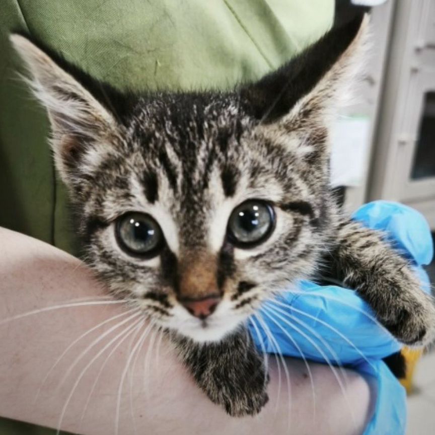 Котёнок в добрые руки