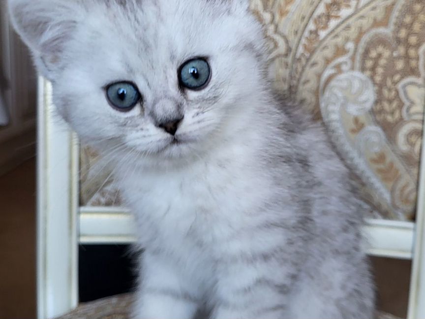 Шотландский котенок