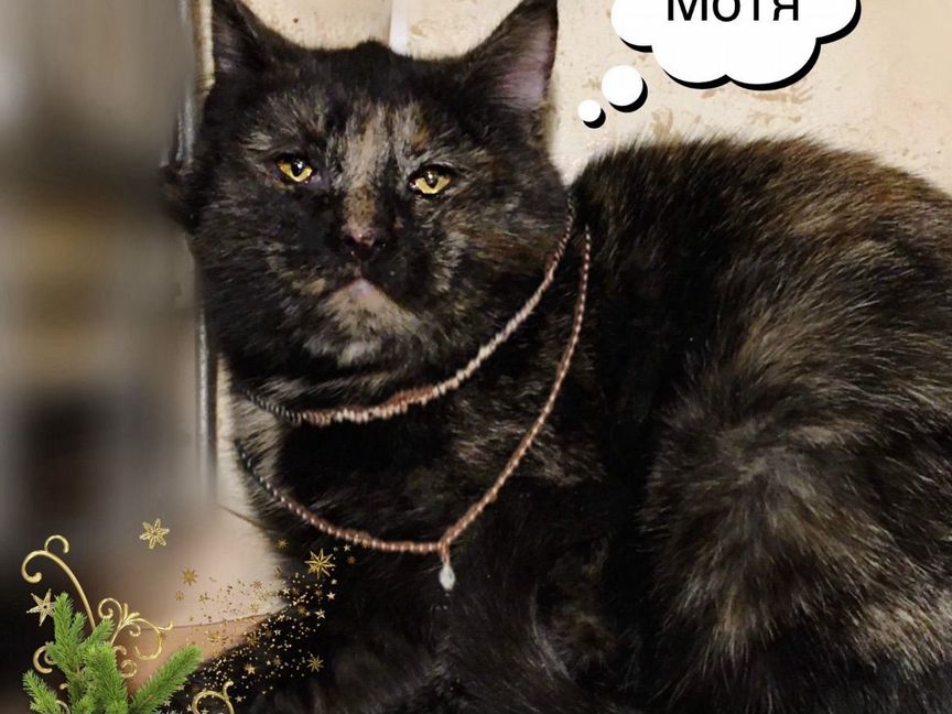 Котята ищет дом