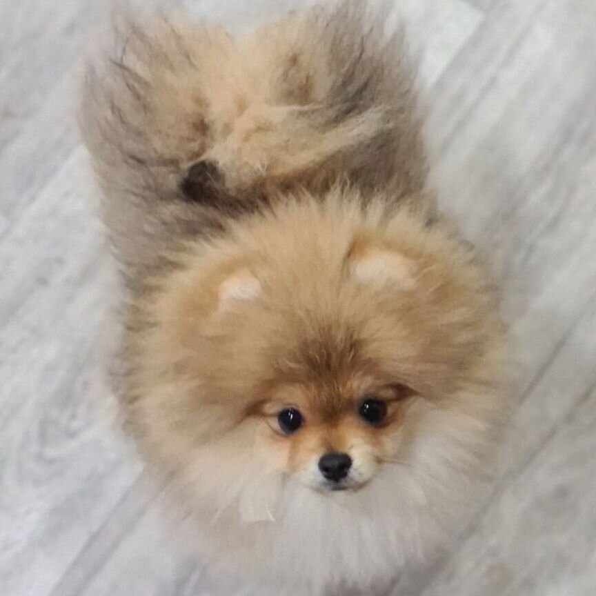 Шпиц померанский рыжий мишка