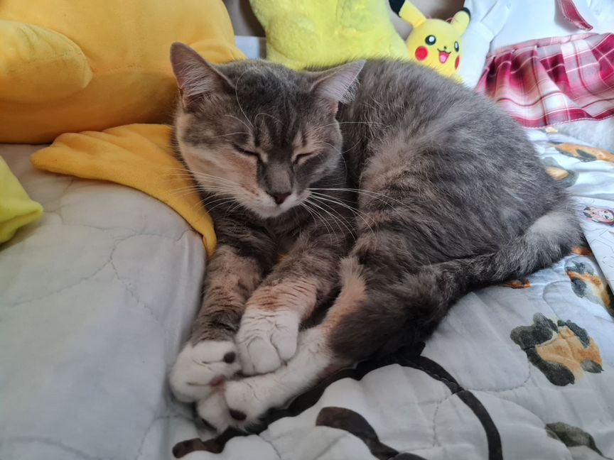 Кошка