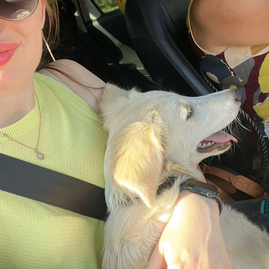 Собака в добрые руки