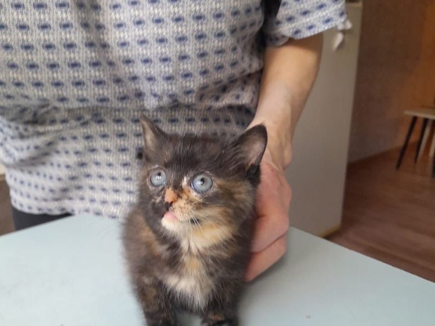 Трехцветное чудо 1.5 мес в дар