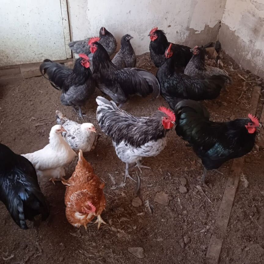 Австралорп петухи