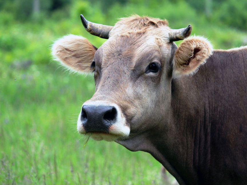 Продам доильный аппарат