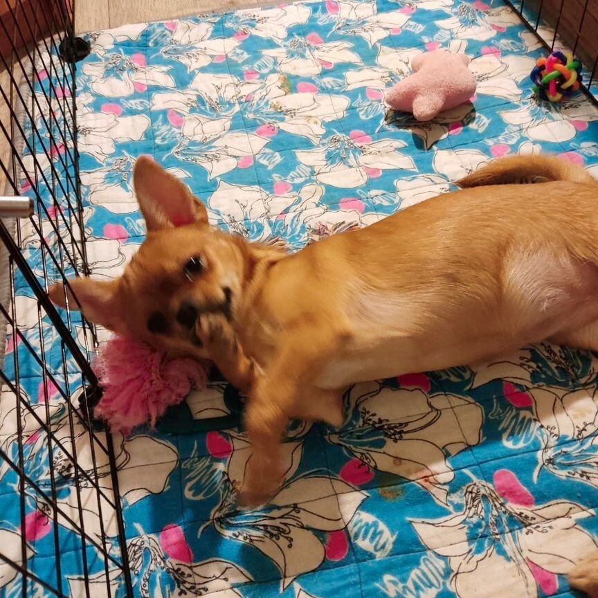 Щенки чихуахуа стандарт