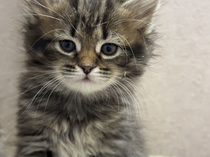 Сибирские котята (девочки)