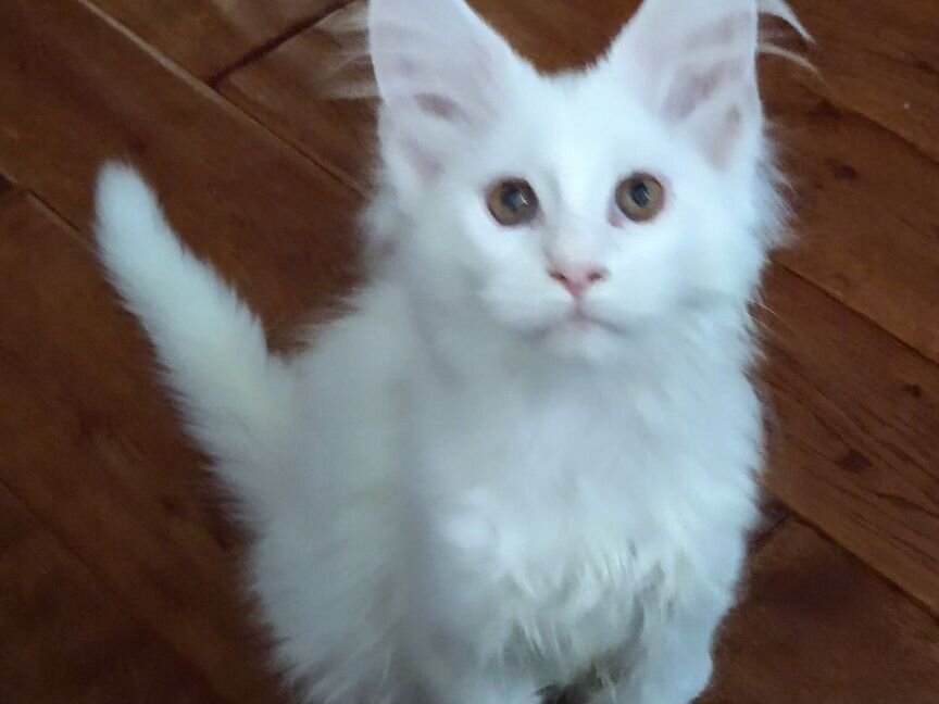 Котята мейн-кун белый кот