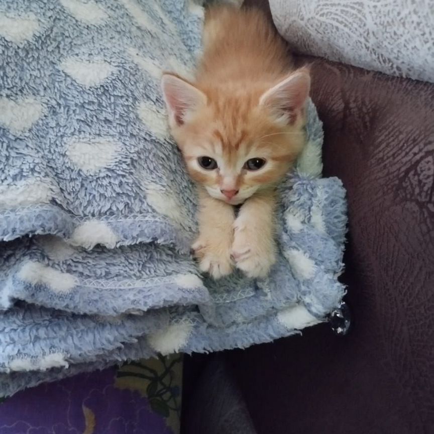 Рыжий котёнок бесплатно