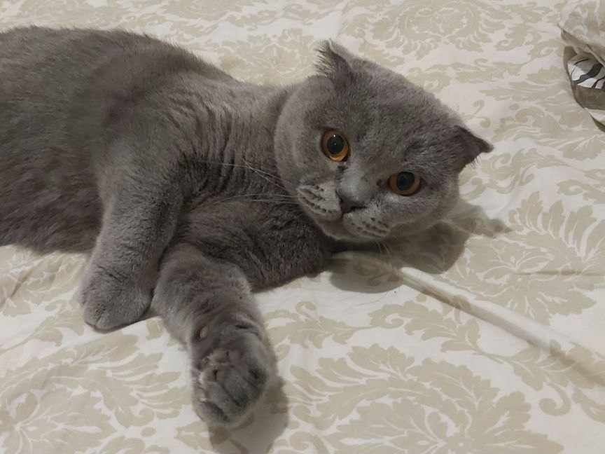 Шатланка вислоухая кошка