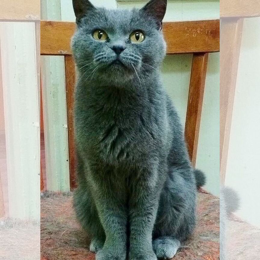 Британская короткошёрстная, взрослая кошка
