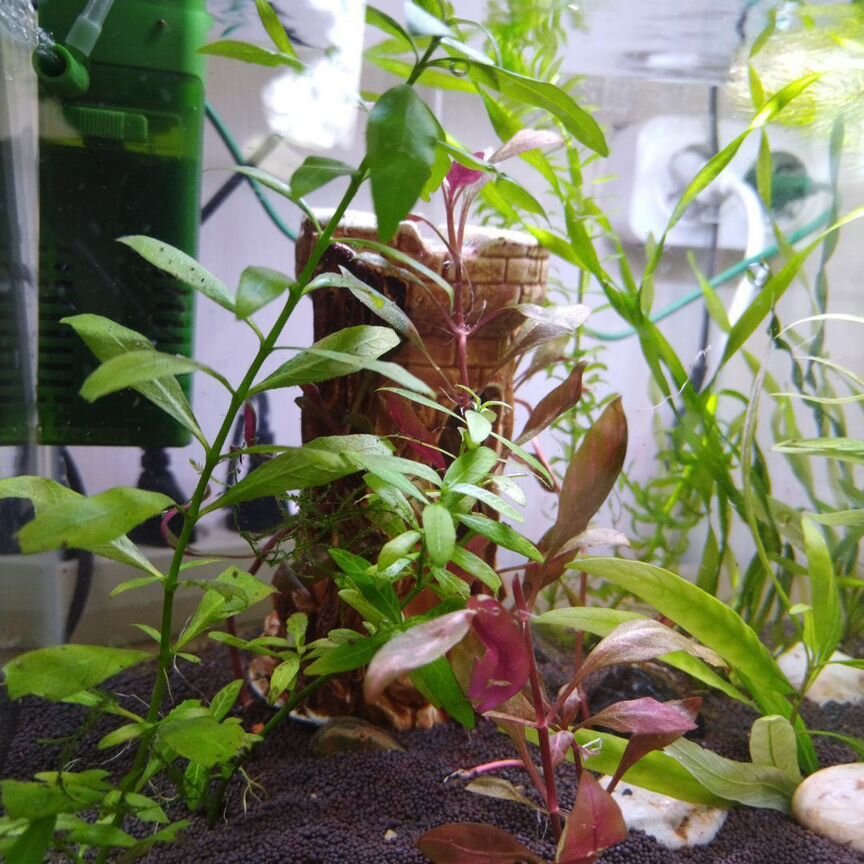 Аквариумные растения