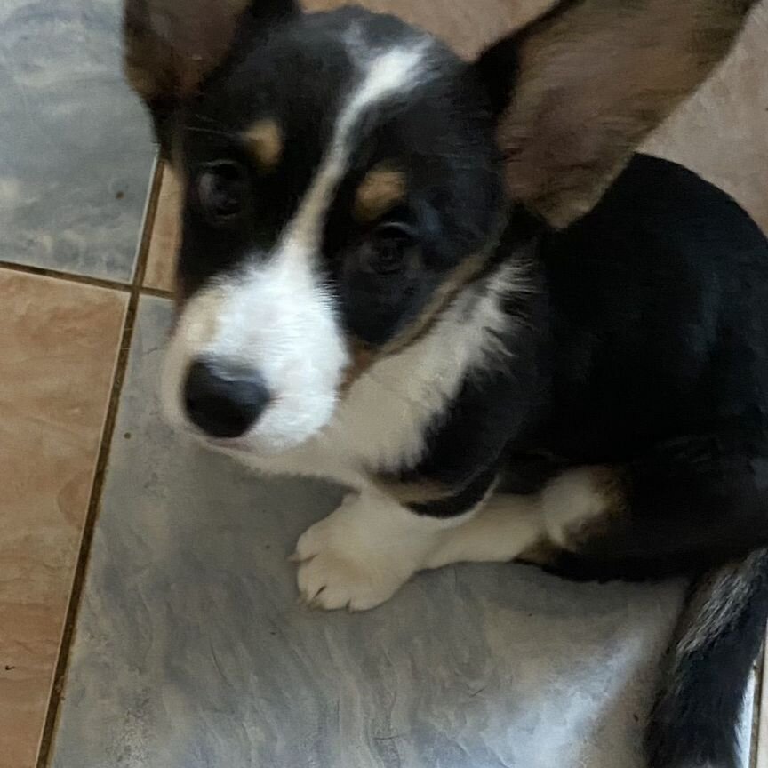 Вельшкорги кардиган