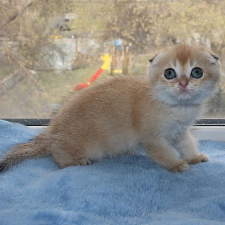 Шотландский вислоухий короткошёрстный котёнок
