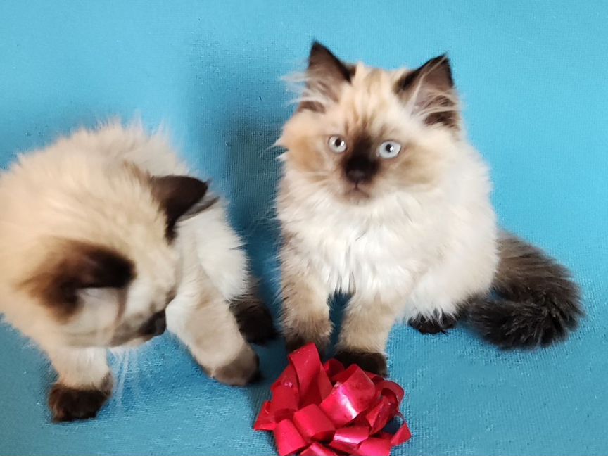 Очаровательные котята
