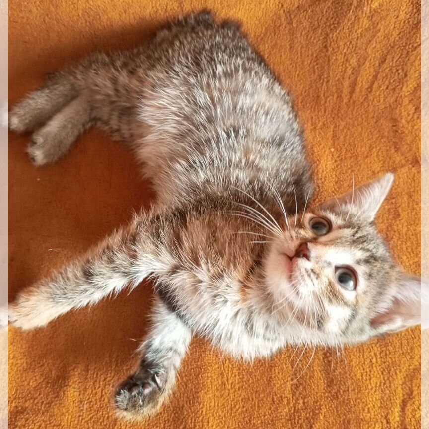 Отдам миленькую красавицу в добрые руки