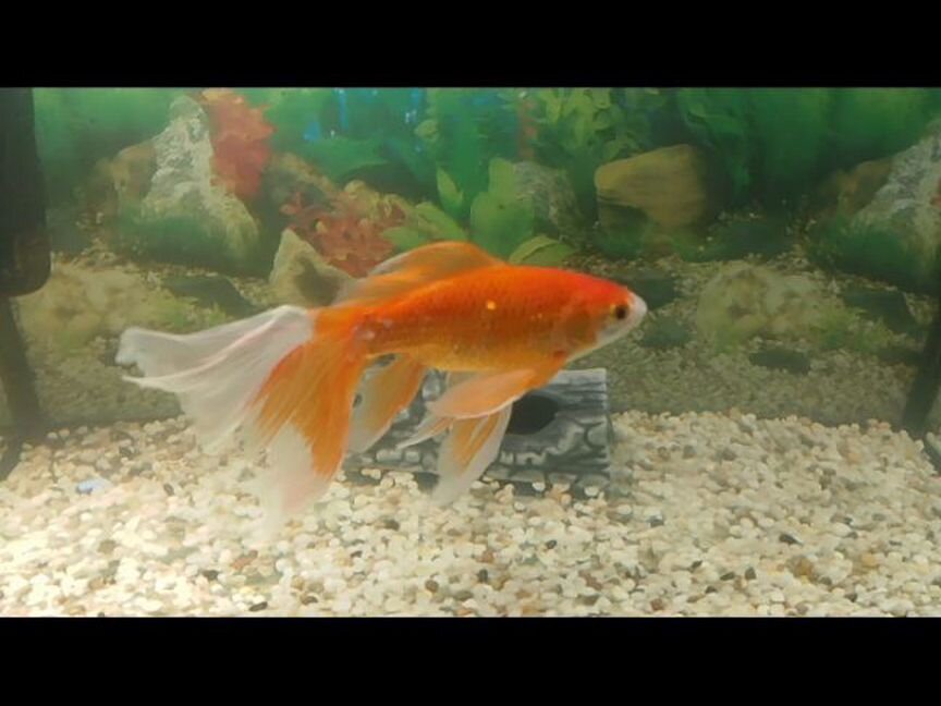 Отдам золотую рыбку комету