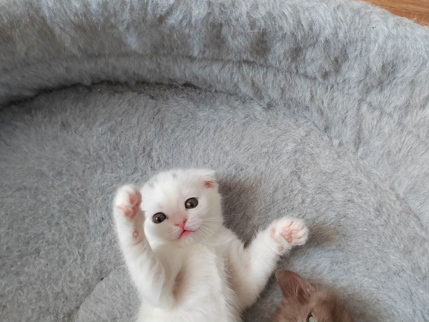 Кошки породистые