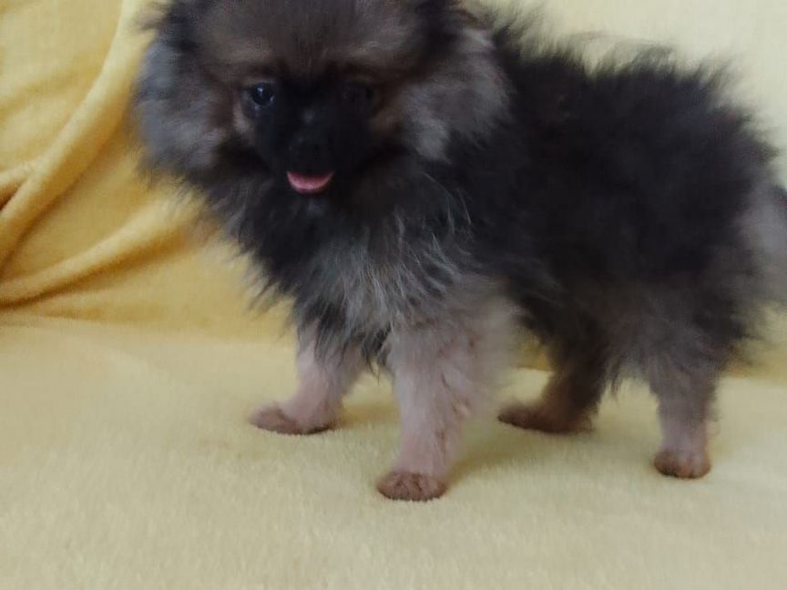 С Р О Ч Н О шпиц мальчик померанец челябинск