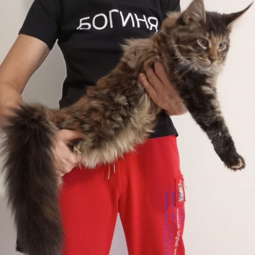 Шикарные котята мейн-кун