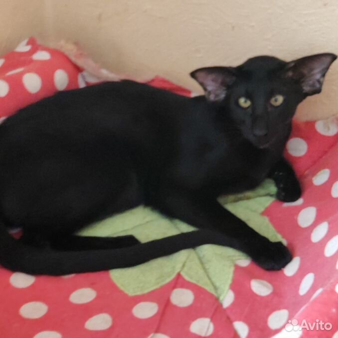 Чёрная ориентальная кошка