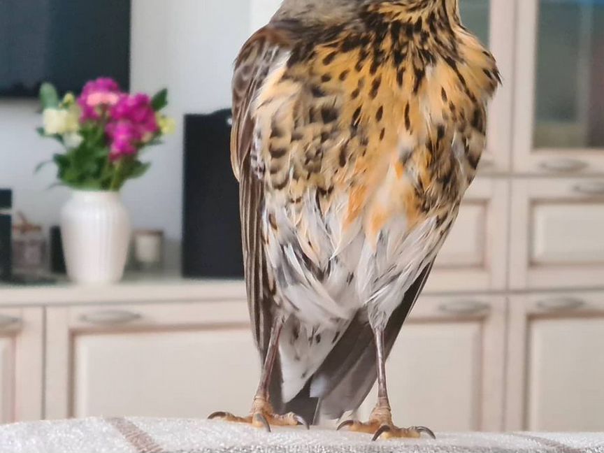 Дрозд рябинник в добрые руки