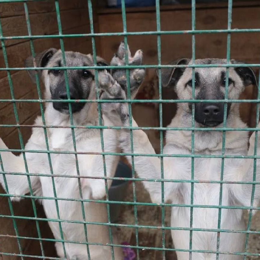 Щенки без внимания