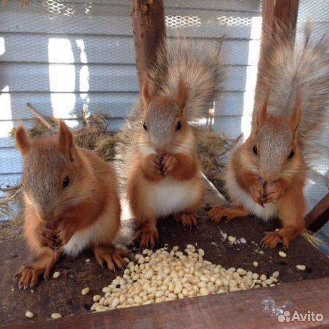 Белка алтайская