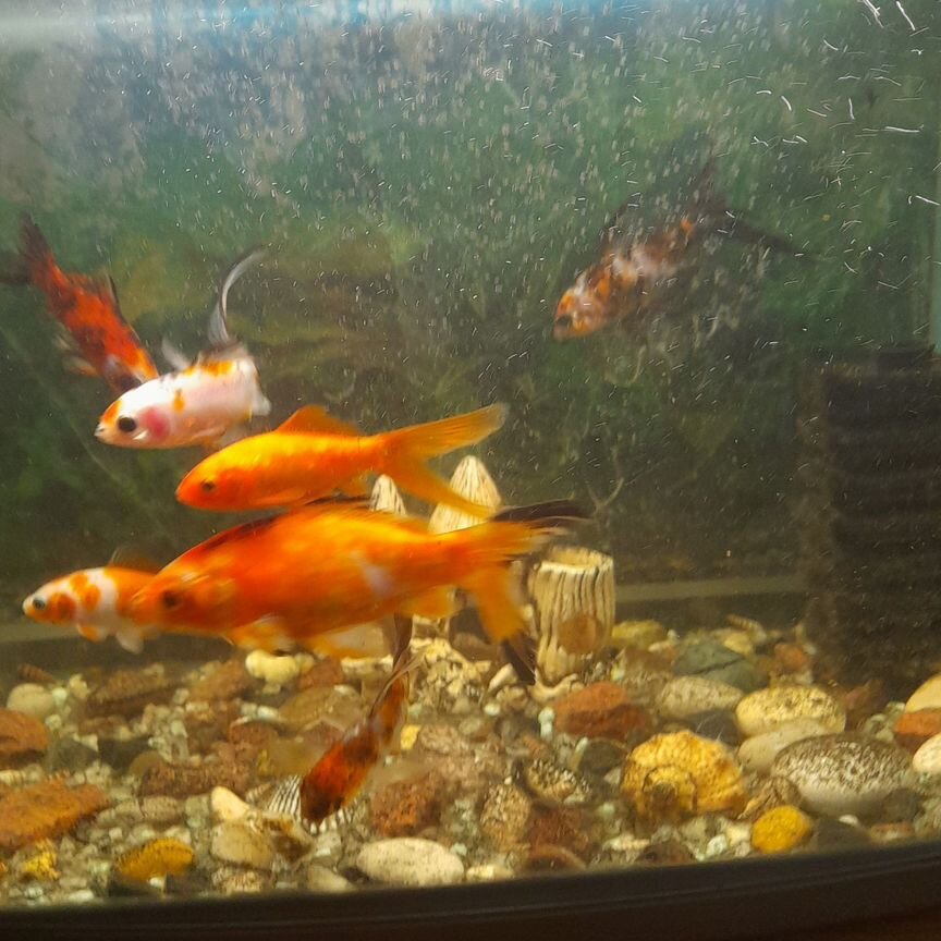 Японские карпы