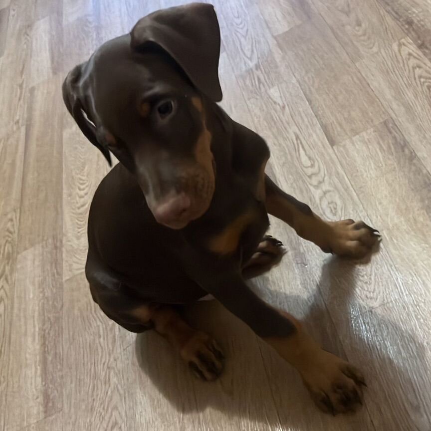 Щенок Доберман