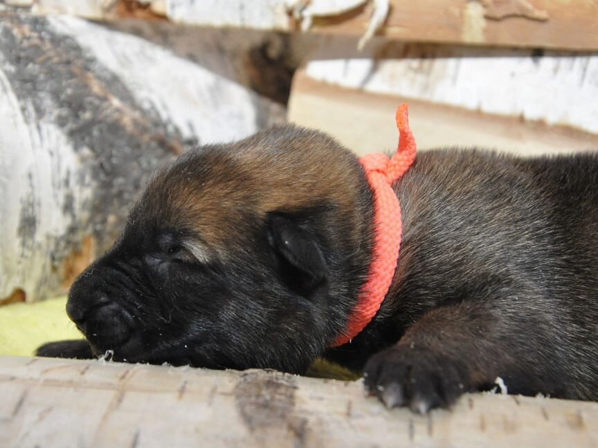 Малинуа щенки