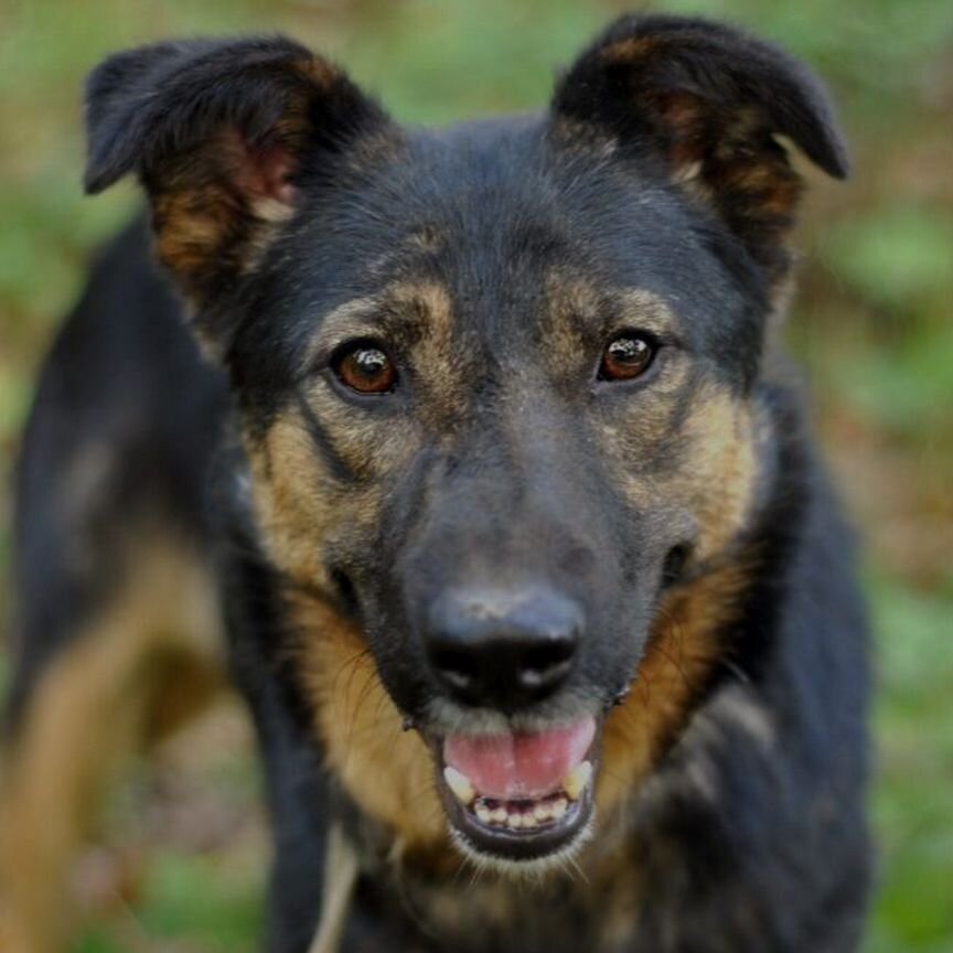 Собаки бесплатно