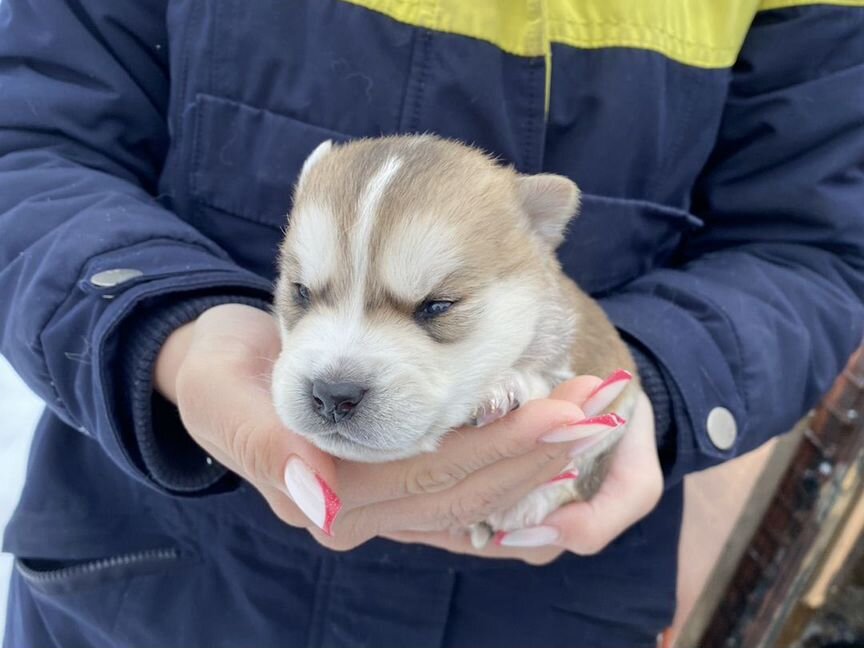 Лайка