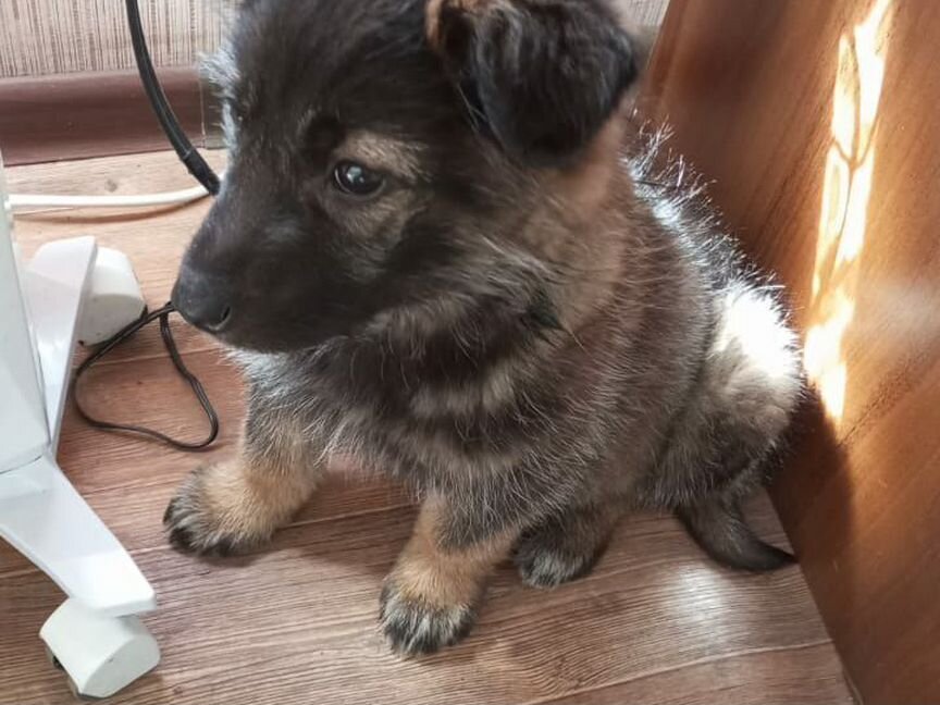 Щенок небольшой мальчик 2 месяца