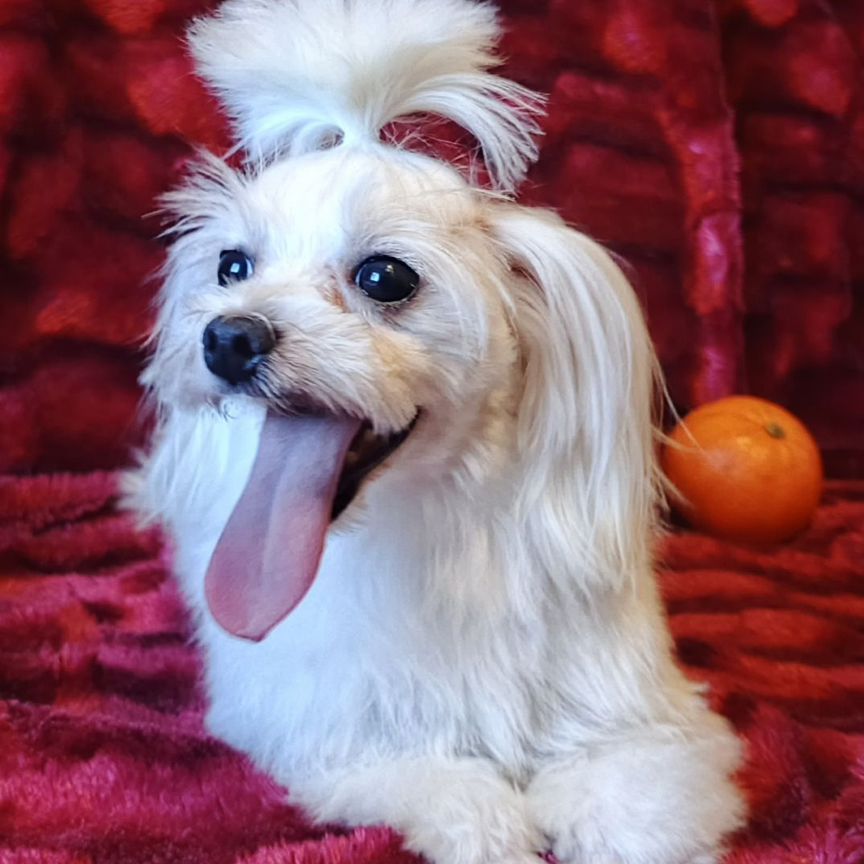 Мальтезе девочки взрослые