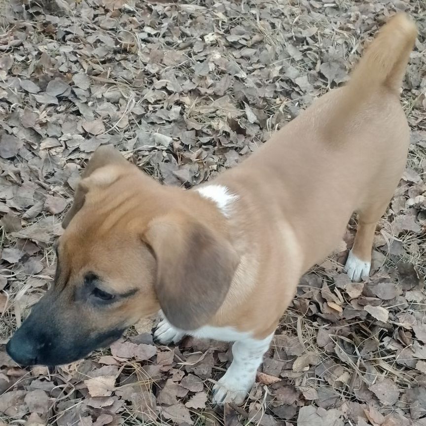 Щенок в добрые руки