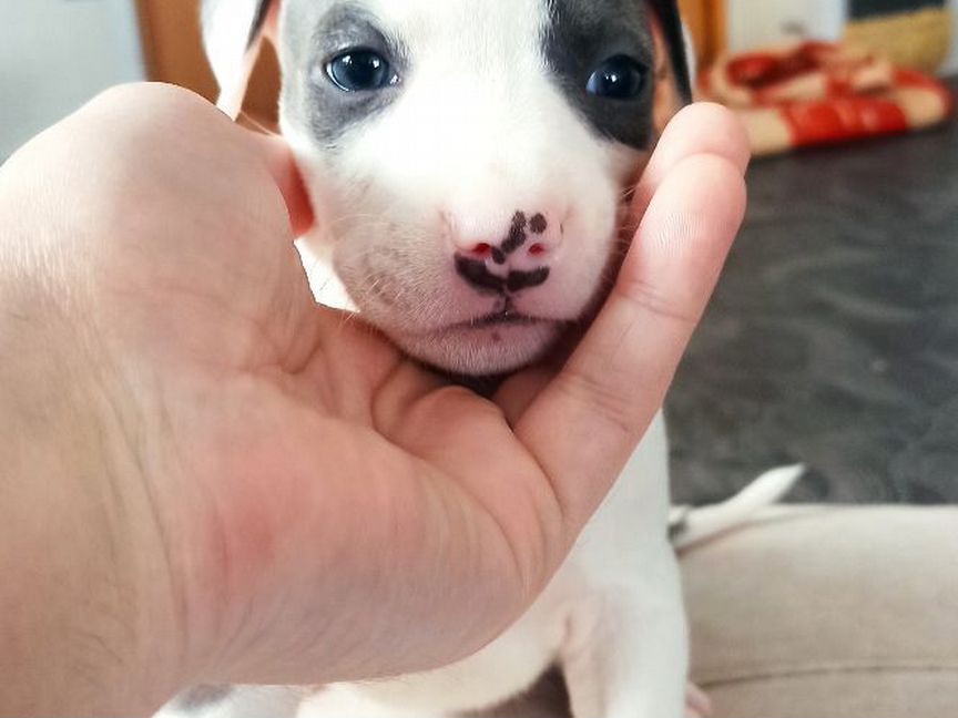 Щенок стаффордширского терьера