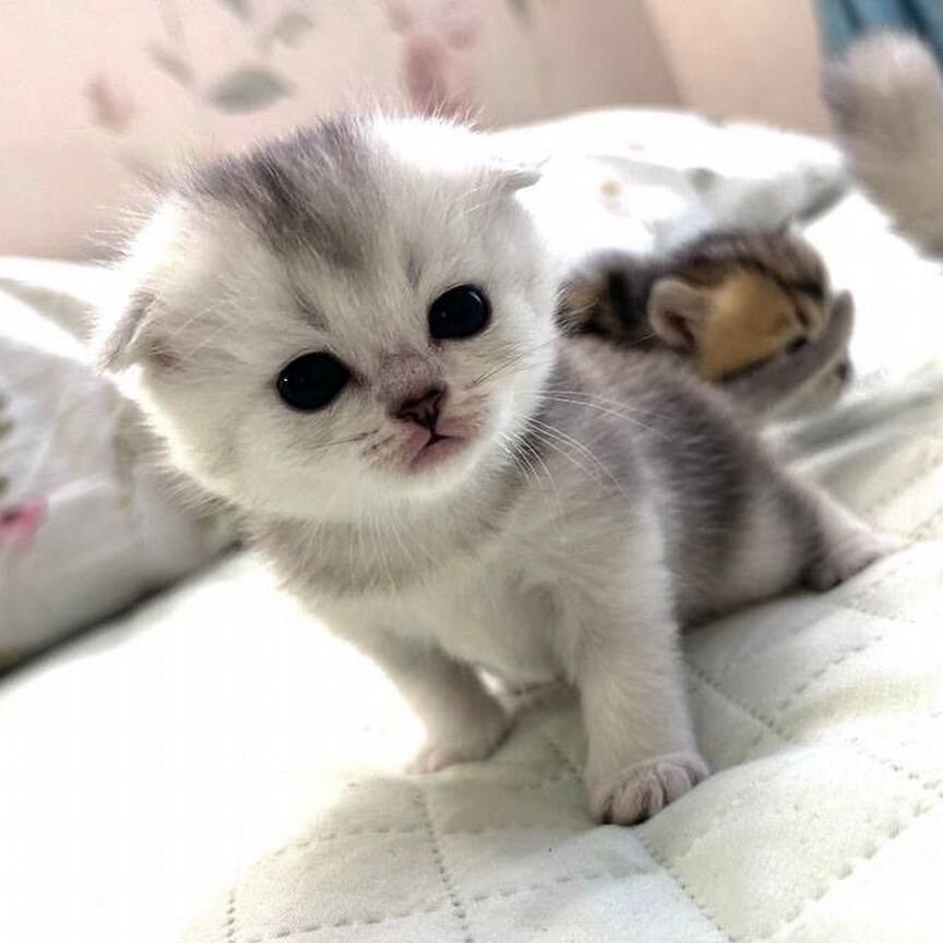 Британский короткошёрстный котёнок