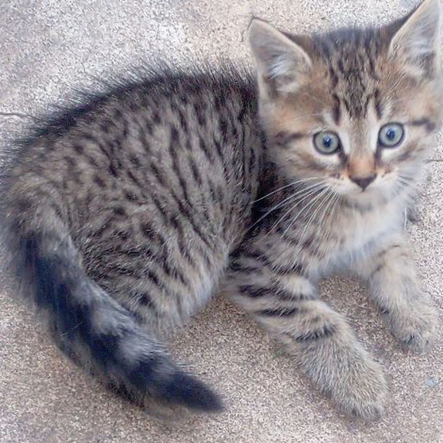Сибирский котёнок