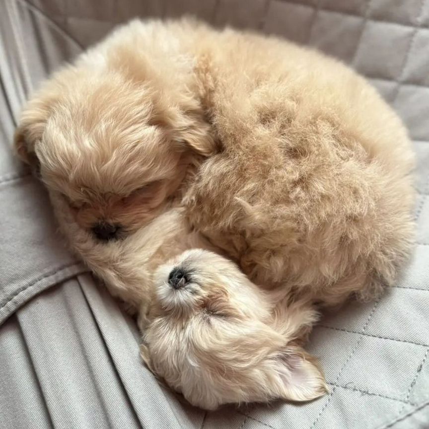 Мальтипу, щенок