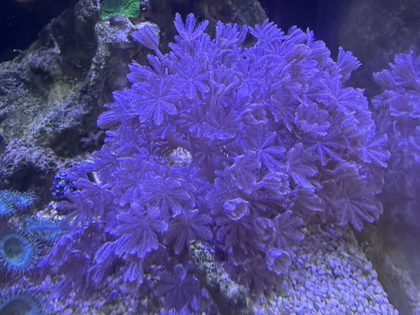Ксения пульсирующая морской коралл
