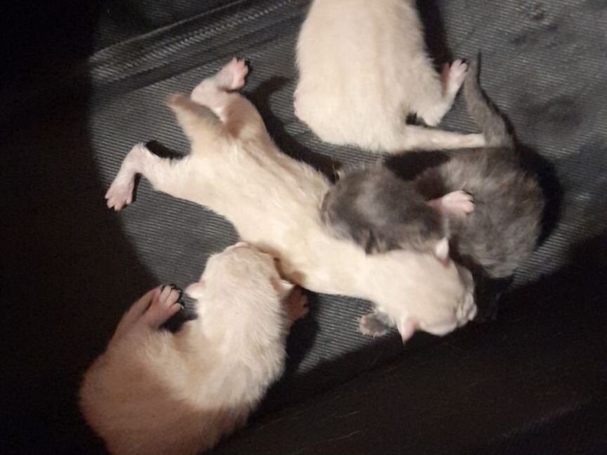 4 котенка, новорожденные