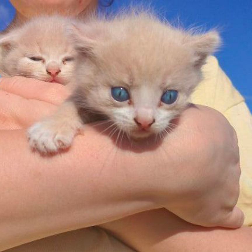 Продам котов, голубые глаза