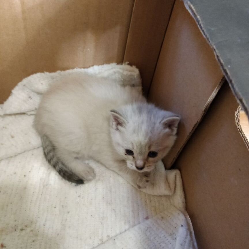 Тайские котята в добрые руки бесплатно