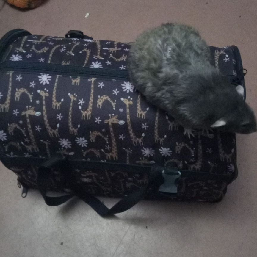 Переноска для кошек