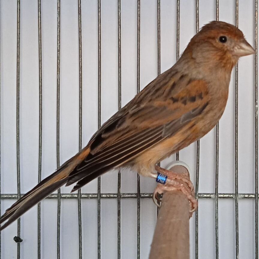 Пока На Брони Канарейка Краснодеревая