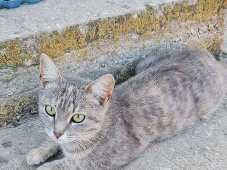 Кошка 5 месяцев