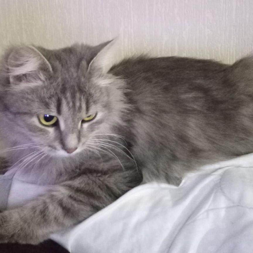 Кошечка